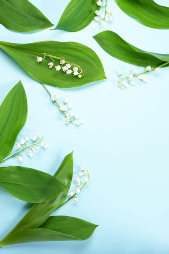 잎이 있는 꽃 프레임 은방울꽃 계곡의 백합 다른 이름 5 월 종 5 월 백합 성모님의 눈물 흰색 배경에 마리아의 눈물 평면도