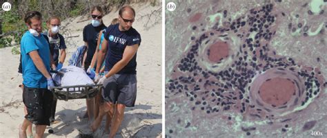 Cetacean Morbillivirus Cemv Causes Dolphin Stranding And Mortality