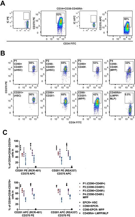 Methodologic Considerations On How To Identify Human Hematopoietic Stem