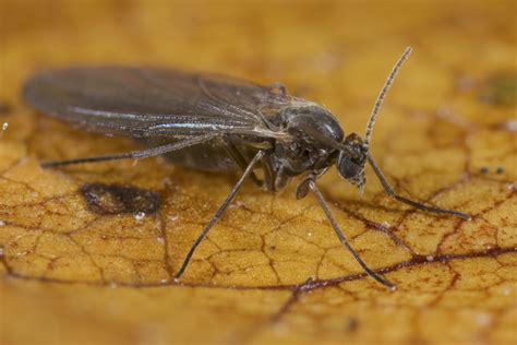 Discussion Forum Sciaridae Id