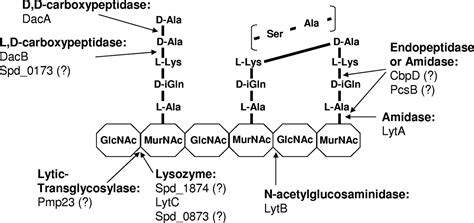 Characterization Of Mutants Deficient In The L D Carboxypeptidase Dacb