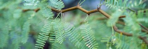Best Herbicide Products For Getting Rid Of Mesquite Solutions Pest And Lawn
