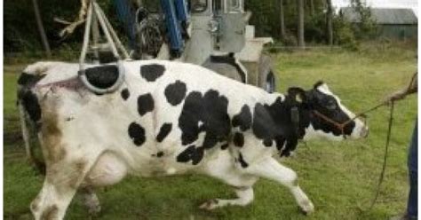 Prevent Subclinical Milk Fever Cowsignals®