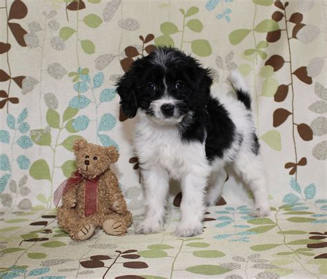 Cavapoo Colours Pleasantmeadows