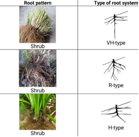 What Is Root Architecture