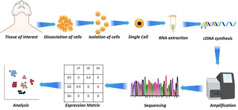 Frontiers Single Cell Transcriptomics Current Methods And Challenges