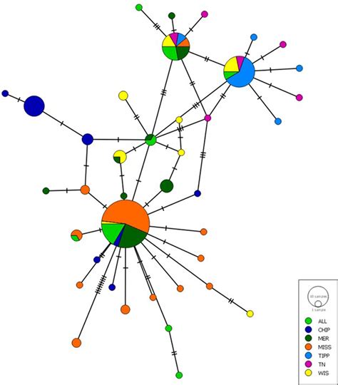minimum spanning network of 39 nd1 haplotypes colors indicate sites