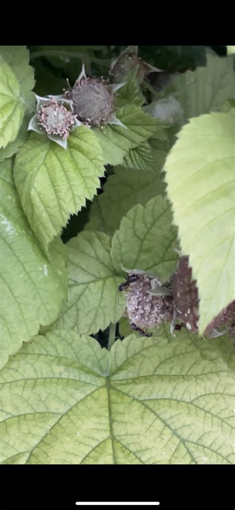 Any Idea What The Egg Looking Things Are Rentomology