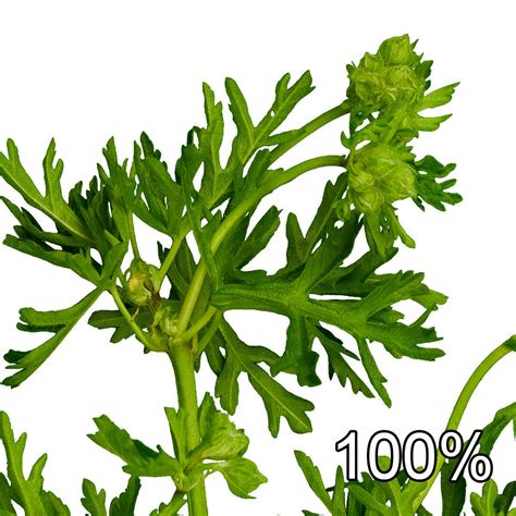 Isolated Grass Textures Texture Cgtrader