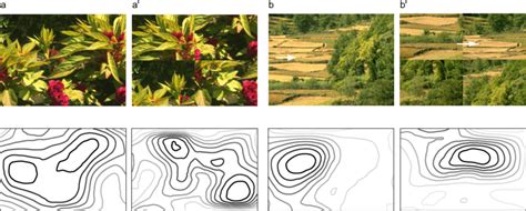 Two Example Scenes And Observers Detection Performance In The Top
