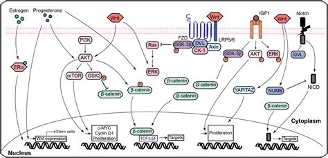 Wntβ Catenin Signalling Pathway In Uterine Leiomyoma Role In Tumor Biology And Targeting