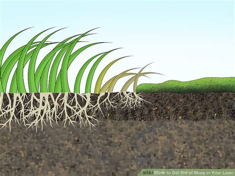 How To Get Rid Of Moss In Your Lawn 14 Steps With Pictures