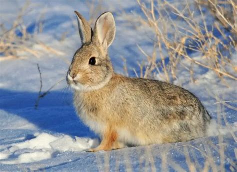 Mountain Cottontail Rabbit Care Sheet Here Bunny