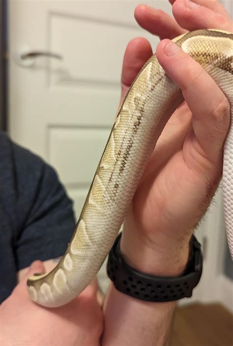 Lines On Ball Python Possibly Burn R Ballpython