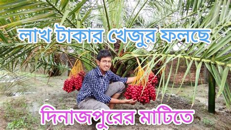 দিনাজপুরের মাটিতে মরুভূমির সৌদি খেজুর চাষে অবিশ্বাস্য সাফল্য সৌদি