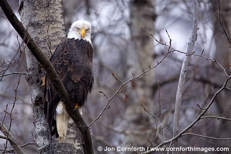 Chilkat Bald Eagle 15 Photo Picture Print Cornforth Images