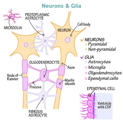 Histology Glossary Neurons Glia Ditki Medical Biological Sciences