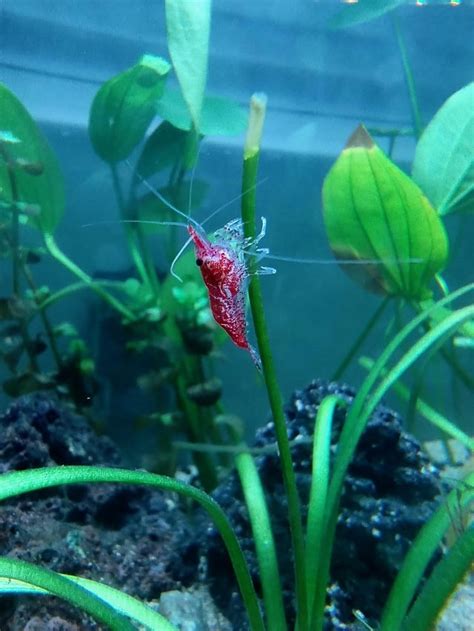 Is It Possible To Tell If It Is Male Or Female Rshrimps