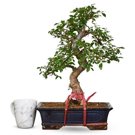 Chinese Elm Bonsai Tree 30cm Height Indoors And Outdoors