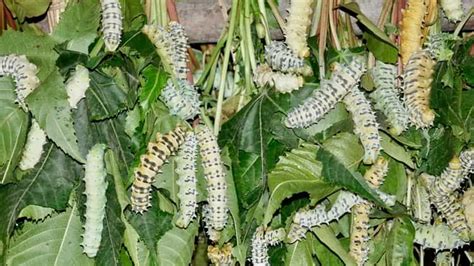 Eri Silk Cultivation मार्च अप्रैल से हिमाचल में शुरू होगी एरी रेशम की