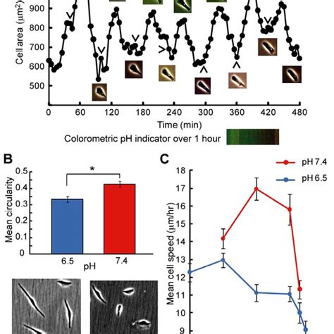 Model Of Ph Regulated Integrin Activation Inside Out Activation