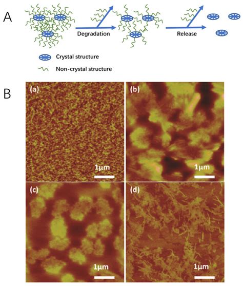 Silk Fibroin As A Functional Biomaterial For Tissue Engineering Pmc