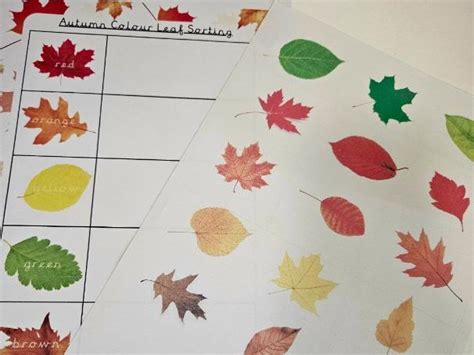 Autumn Leaf Colour Sorting Teaching Resources