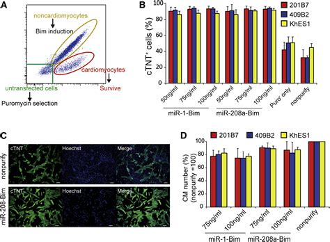 Efficient Detection And Purification Of Cell Populations Using Synthetic Microrna Switches Cell