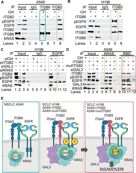 H196 Cells Atcc Bioz