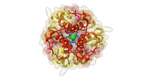Novolog Insulin Hexamer Biologic Models