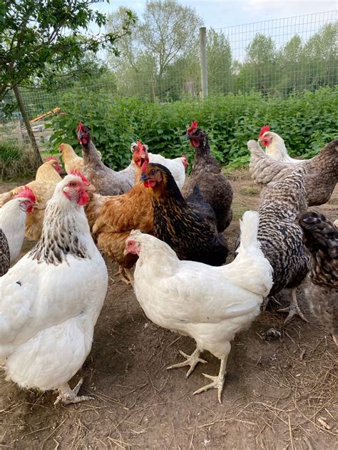 Waiting To Be Fed 🕰️ Live Chicken Pictures Showgirl Chicken Breed