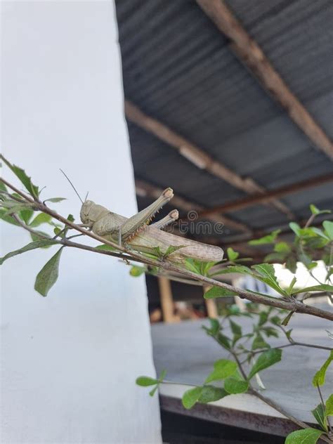 A Big Grasshopper On A Branch Stock Image Image Of Animal Plant 365934719 A Big Grasshopper On A Branch Stock Image Image Of Animal Plant 365934719