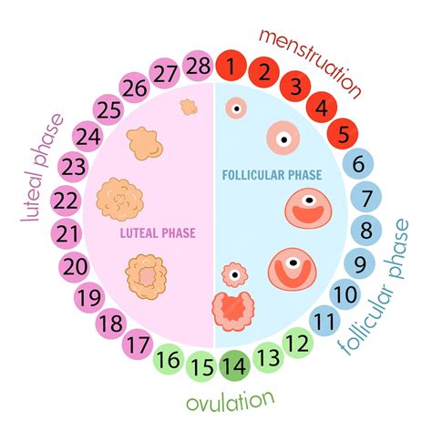 Premium Vector Woman Reproductive System Concept Stages Of The