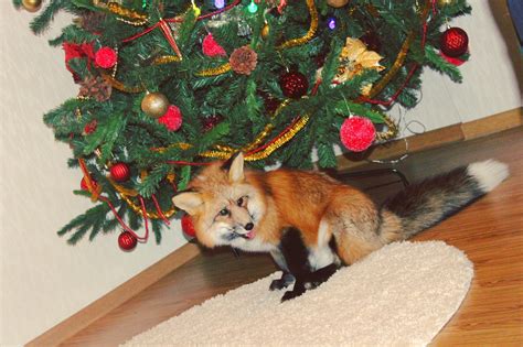 Новогодние Картинки Лисичка 56 фото