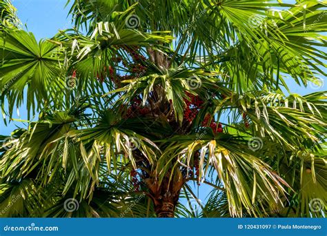 Palm Tree Plant Borassus Or Palmyra Palm In A Blue Sky Stock Image