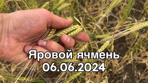 Состояние посевов ярового ячменя на 06 06 2024 Уборка озимых зерновых