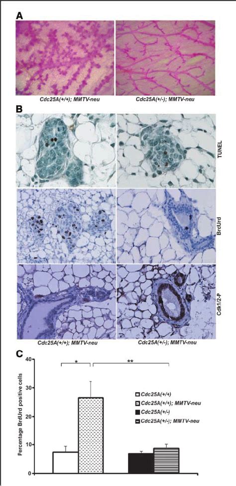 Delayed Tumorigenesis Of Mmtv H Ras And Mmtv Neu Mice In The Cdc25a