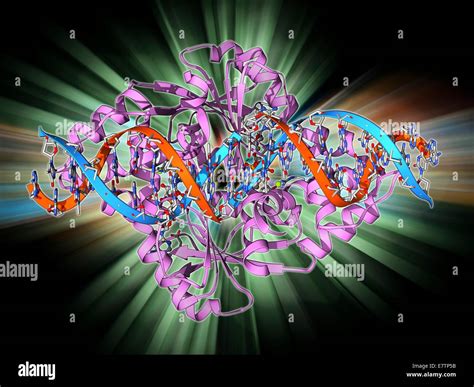 Transcription Repressor Protein And Dna Molecular Model The Repressor Protein Green Is