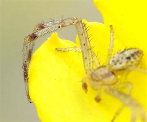 Arachnida Thomisidae Mecaphesa Mecaphesa Bugguide Net