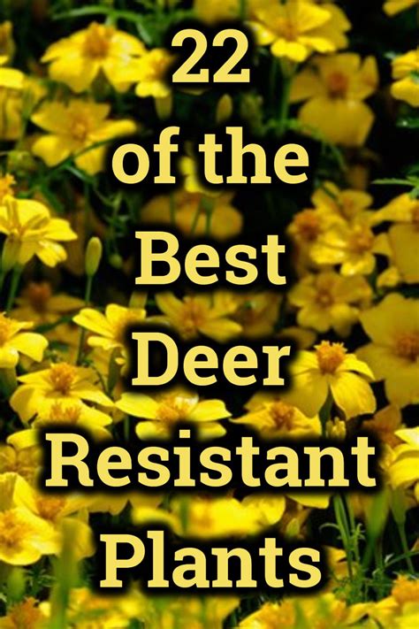 Deer Resistant Plants Artofit