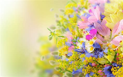 Summer Flowers Background Wallpaper 1920x1200 7564