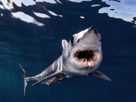 Behind The Lens Pelagic Sharks In Cabo San Lucas With Josh Blank