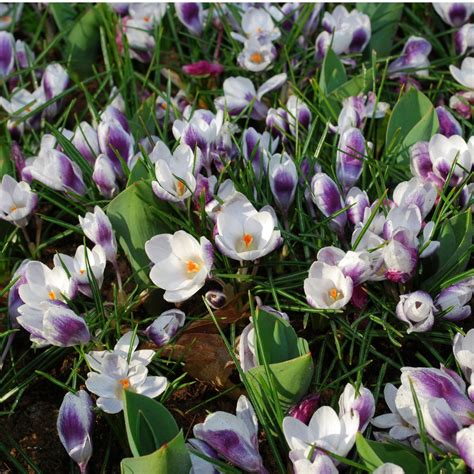 Snow Crocus Prins Claus The Seed Collection