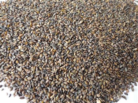 질경이씨앗 차전자