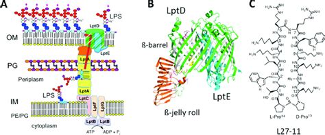 A LPS Transport Pathway From The IM To The OM With The Proteins