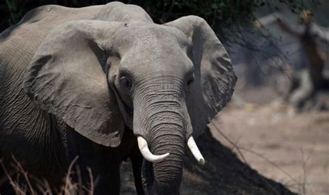 Elephant Deaths Mystery As 12 Elephants Suffer Extremely Sudden