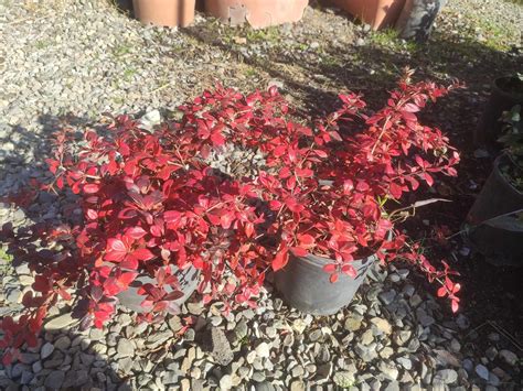 ანა ანა კოწახური დეკორატიული 30 ლარი ყინვაგამძლე Facebook