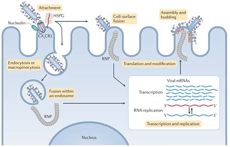 Respiratory Syncytial Virus Rsv A Pathogen That Will Hopefully Soon Be Vaccine Preventable