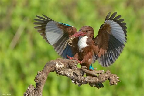 Got A Frog Dan Gdalevitz