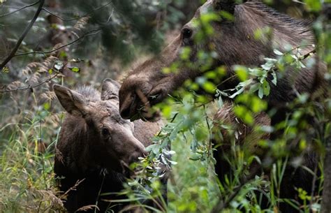 The Bois Forte Band Of Chippewa Is Committed To Creating Native Moose